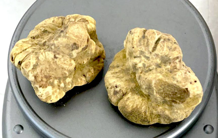 Truffle Prices are Falling – Truffles & Fine Foods